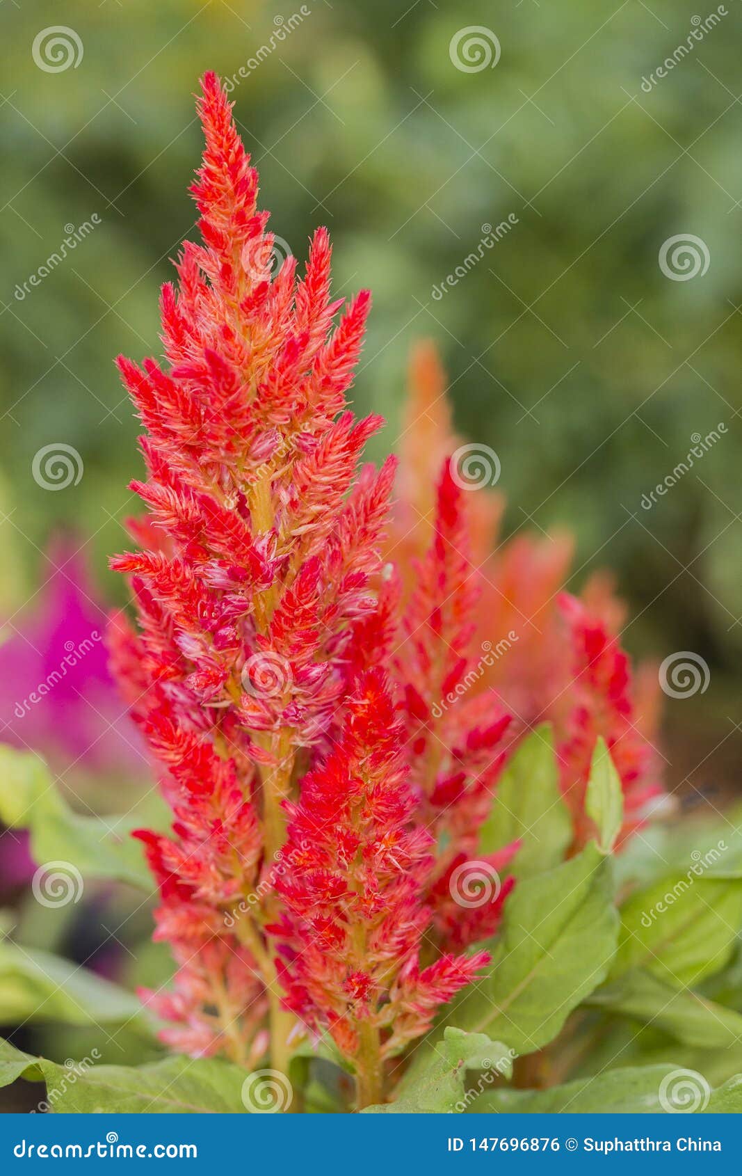 Close up Celosia flower stock photo. Image of feather - 147696876