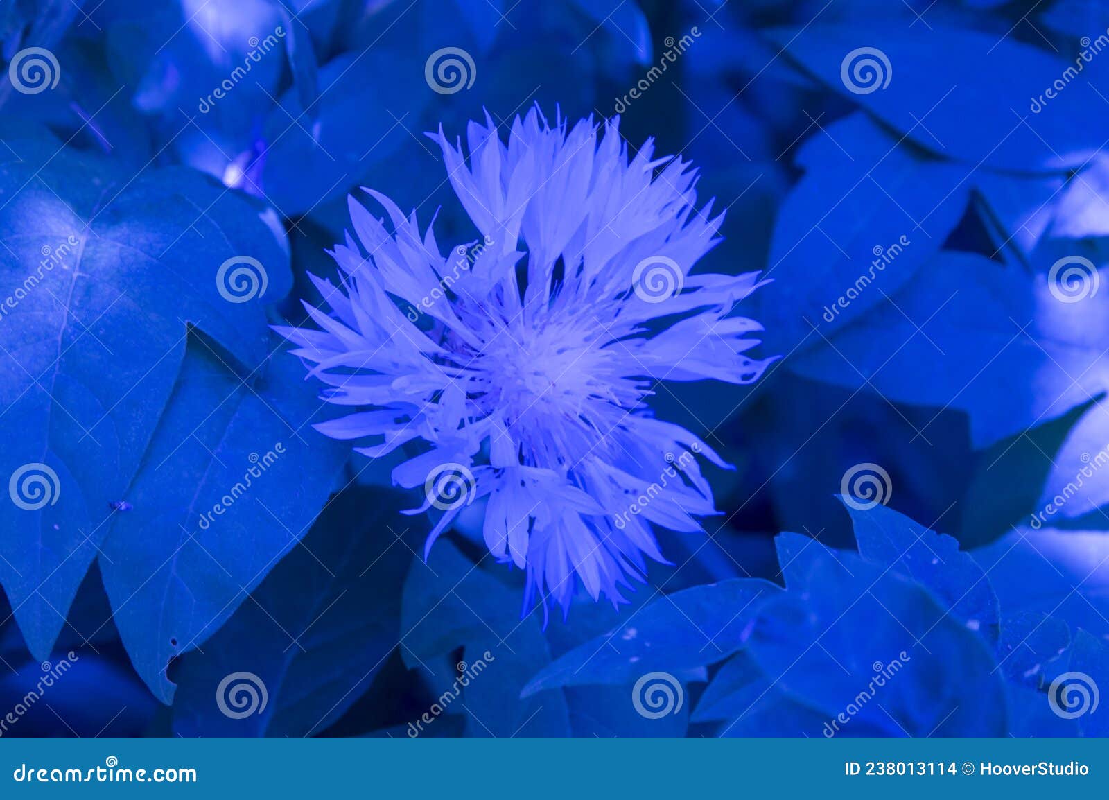 Close-up: Centaurea at Color Temperature of 2000k Stock Photo - Image ...