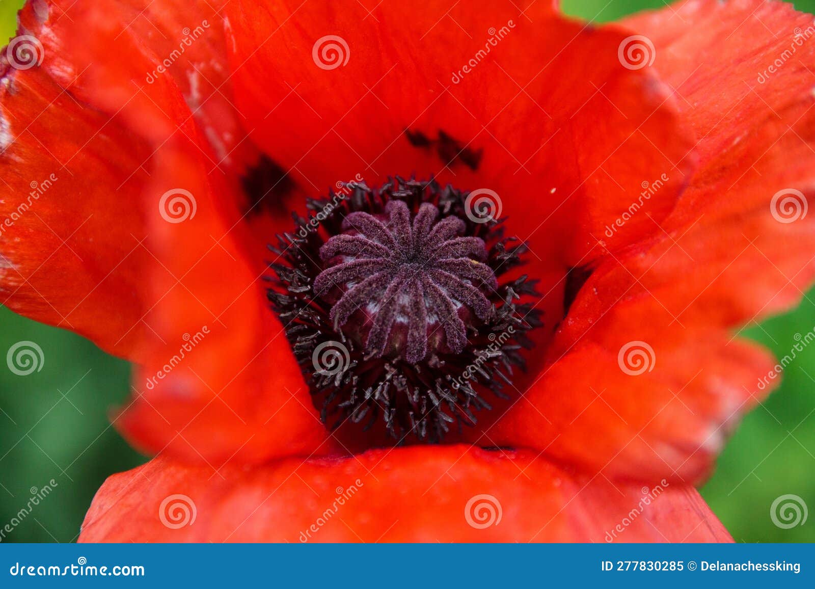 Center of poppy stock image. Image of orange, flower - 277830285