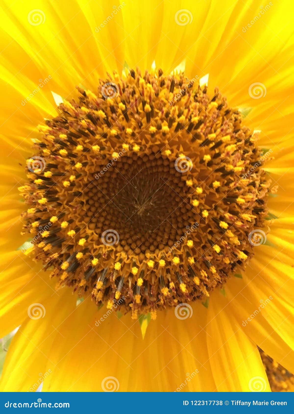 A Close Up of the Center of a Sunflower Stock Photo - Image of close ...