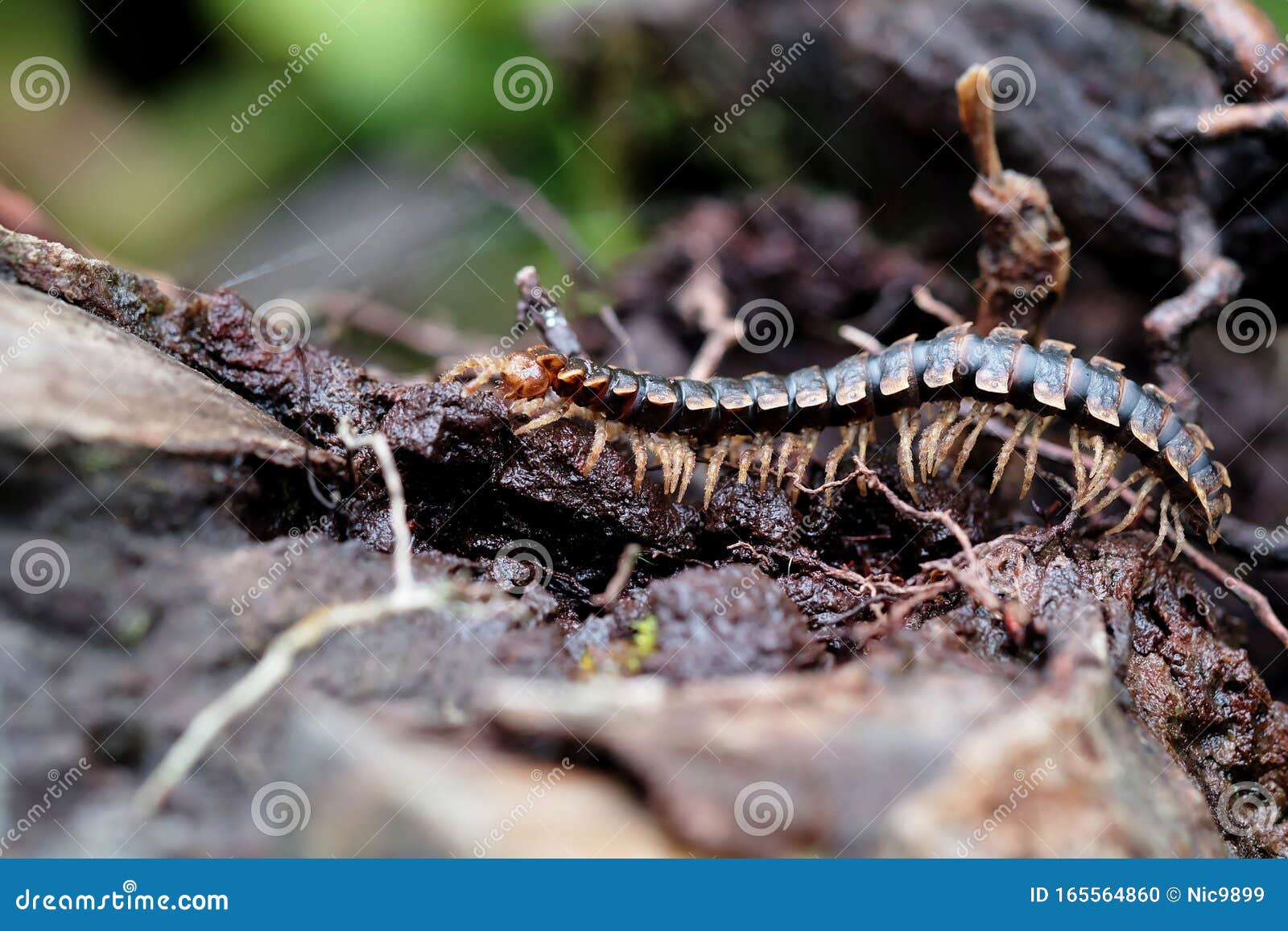 Close Up Of Centipede On Green Leaf Royalty-Free Stock Image ...