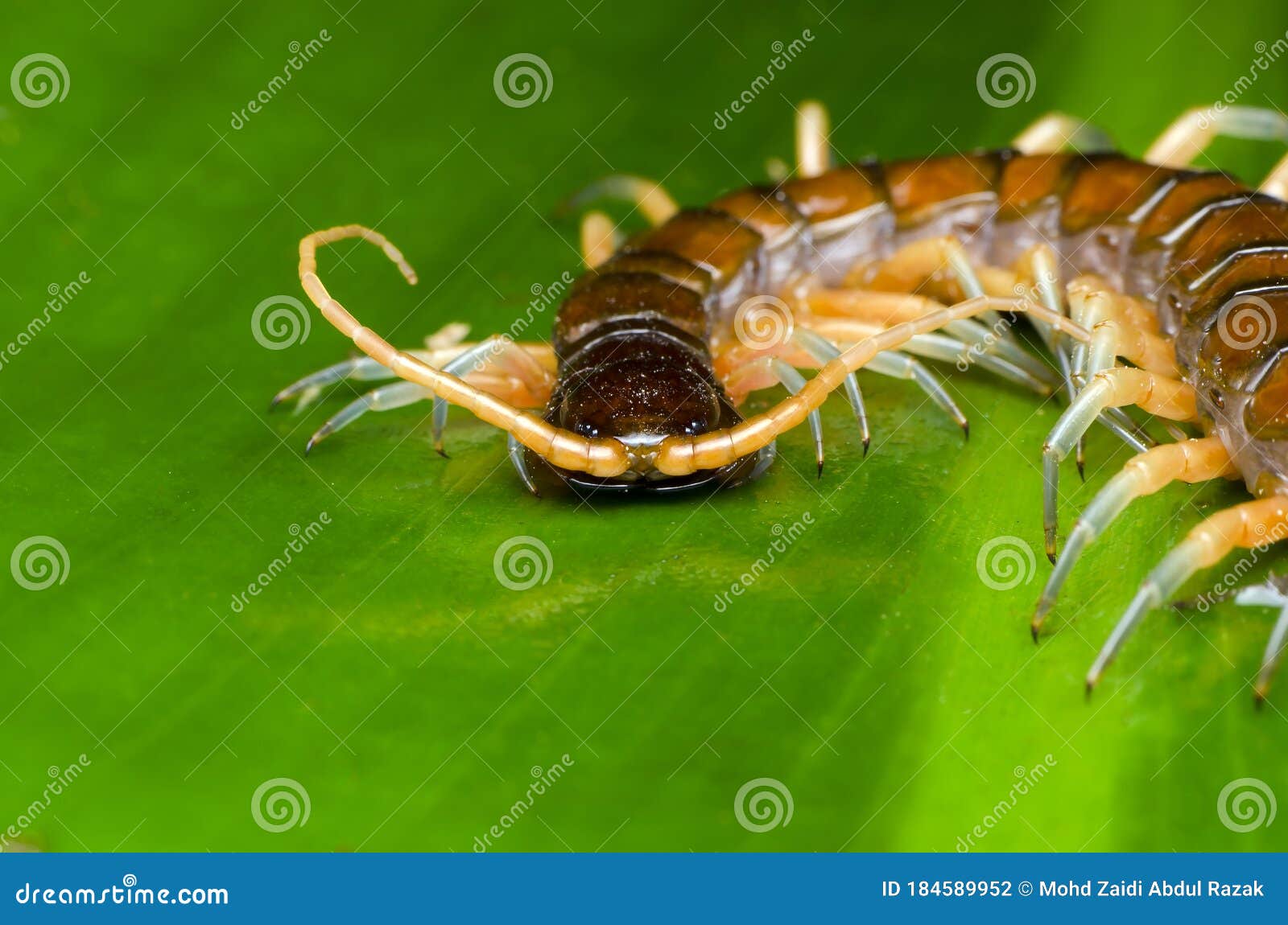 Close Up of Centipede on Green Leaf Stock Photo - Image of environment ...