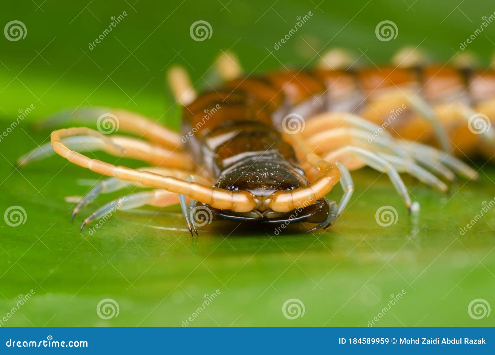 Close Up of Centipede on Green Leaf Stock Image - Image of animal ...