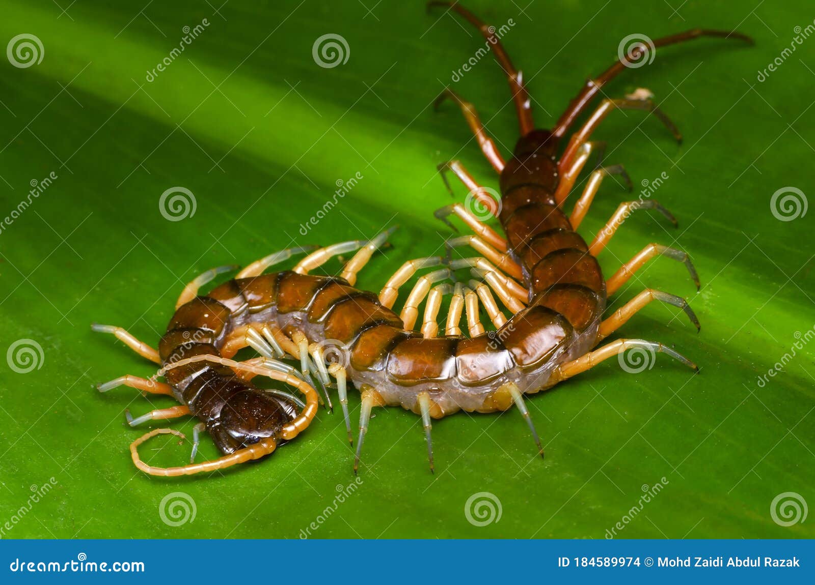 Close Up of Centipede on Green Leaf Stock Photo - Image of house, close ...