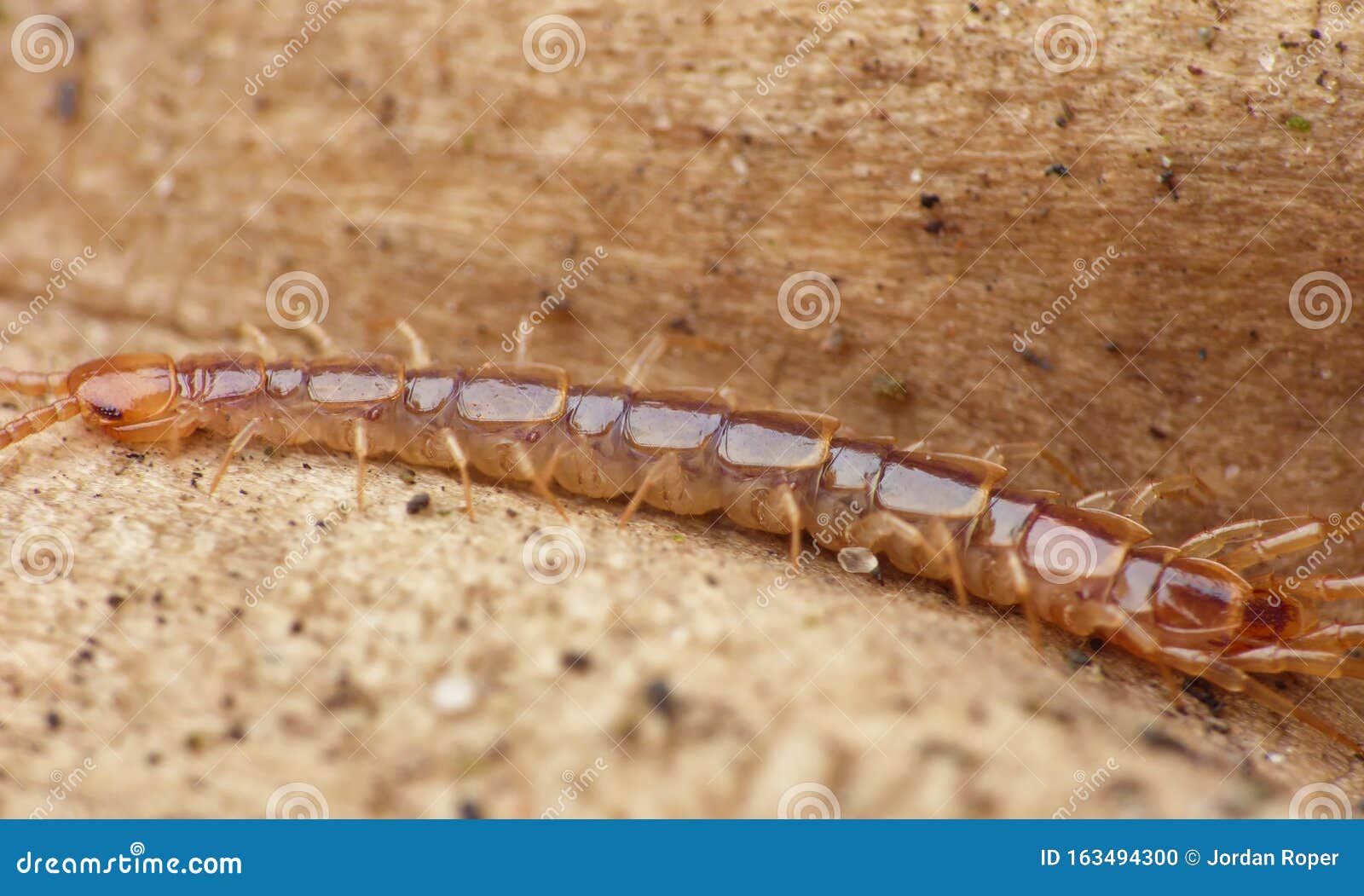 Centipede stock photo. Image of insect, brown, nature - 163494300