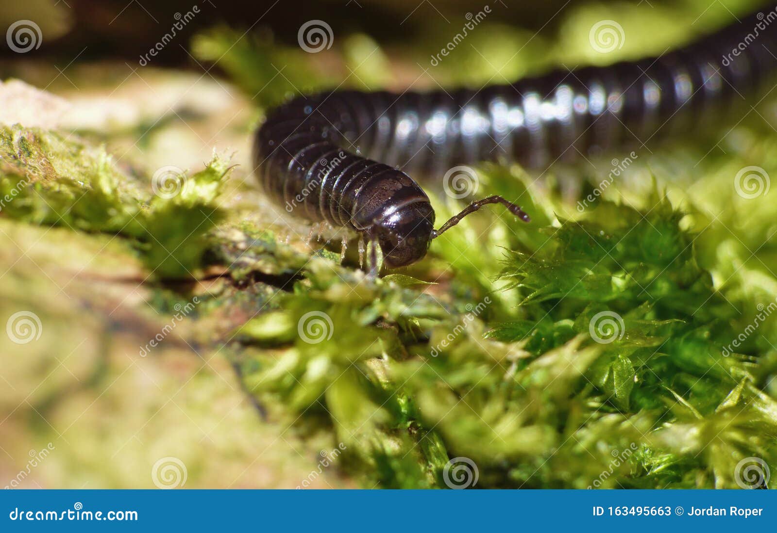 Centipede stock image. Image of forest, arthropod, invertebrate - 163495663