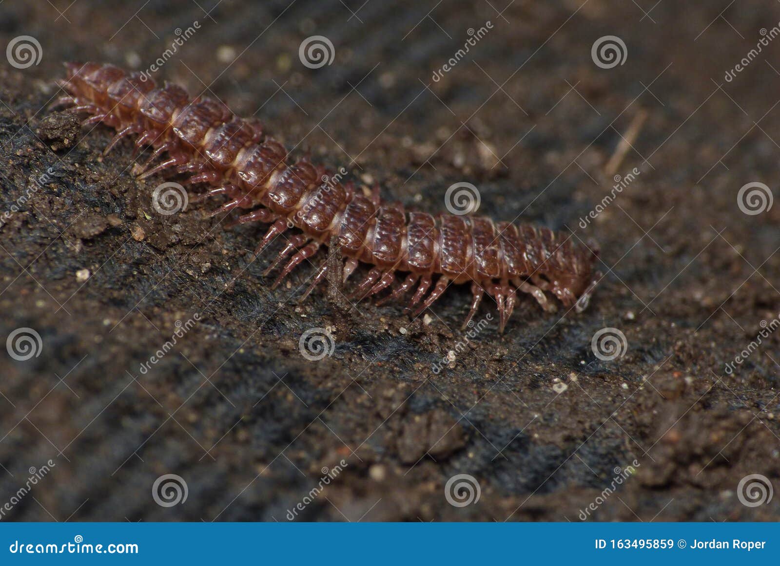 Centipede stock image. Image of giant, close, green - 163495859