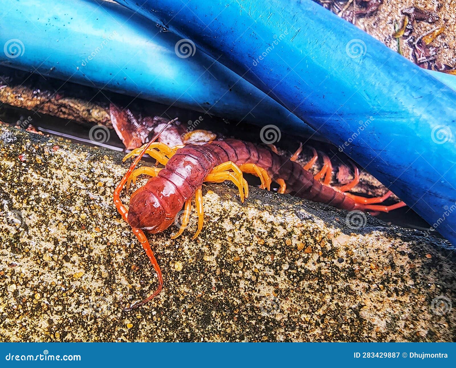 Close Up Centipedes, Hiding on the Cluttered Area. Stock Image - Image ...