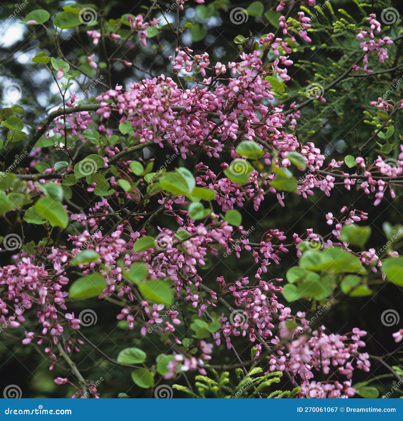 A Close Up of Cercis Siliquastrum Judas Tree in Flower Stock Image ...