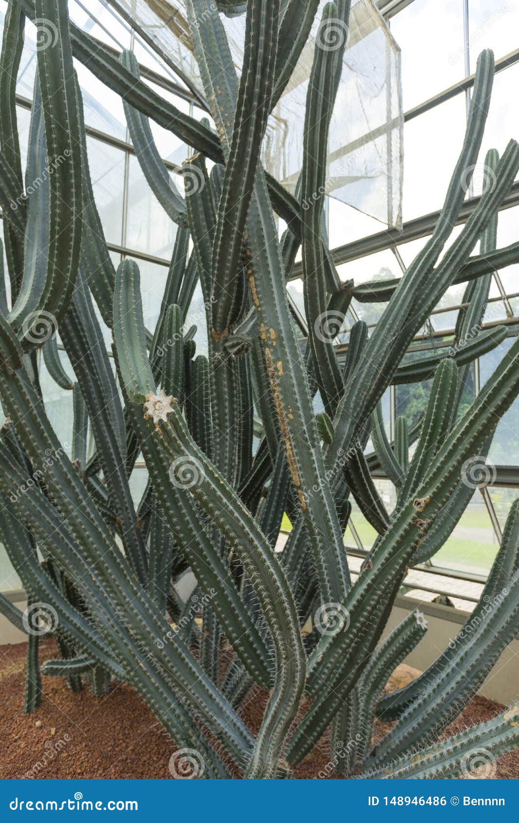 Cereus Validus Haworth Cactus in a Green House. Stock Photo - Image of ...