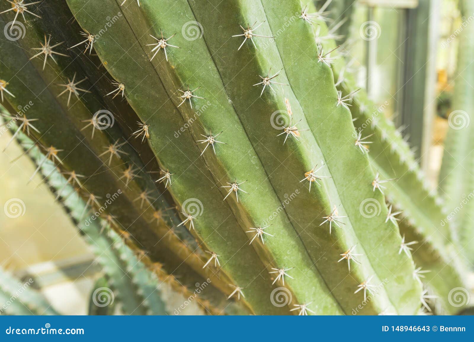 Cereus Validus Haworth Cactus in a Green House. Stock Image - Image of ...