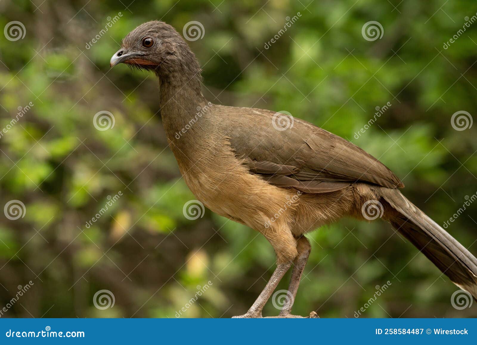 Close-up of a Chachalaca (Ortalis Ruficauda) Resting on a Tree Looking ...