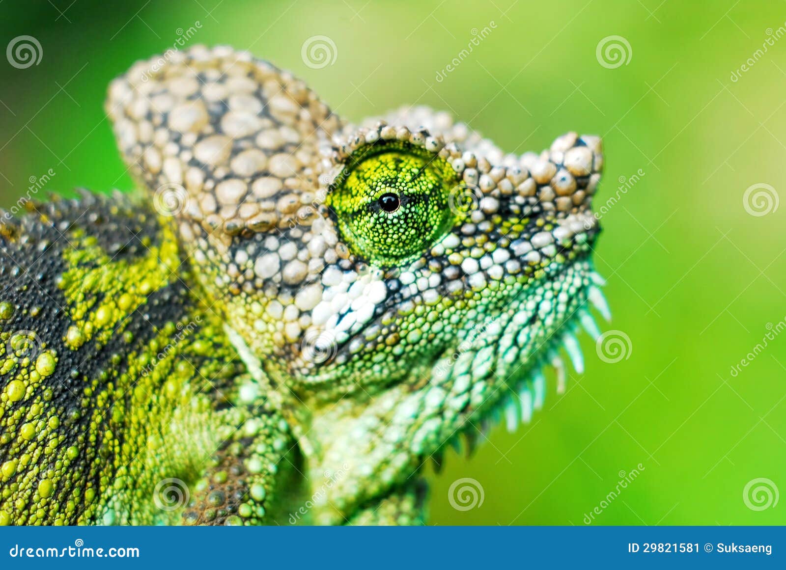 Chameleon stock image. Image of green, portrait, eyes - 29821581