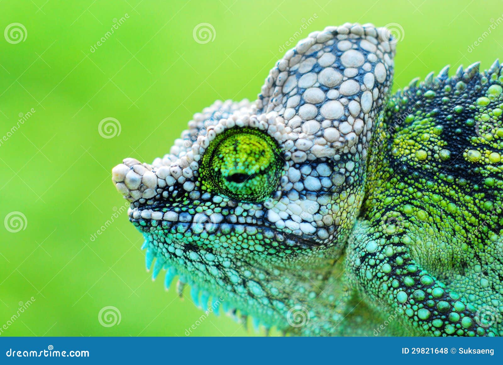 Chameleon stock photo. Image of branch, outdoor, cute - 29821648