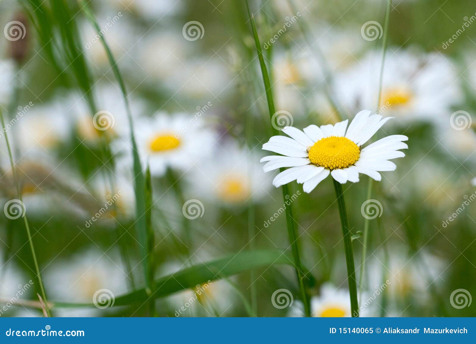 Close Up of Chamomile Flower Stock Image - Image of floral, idyllic ...