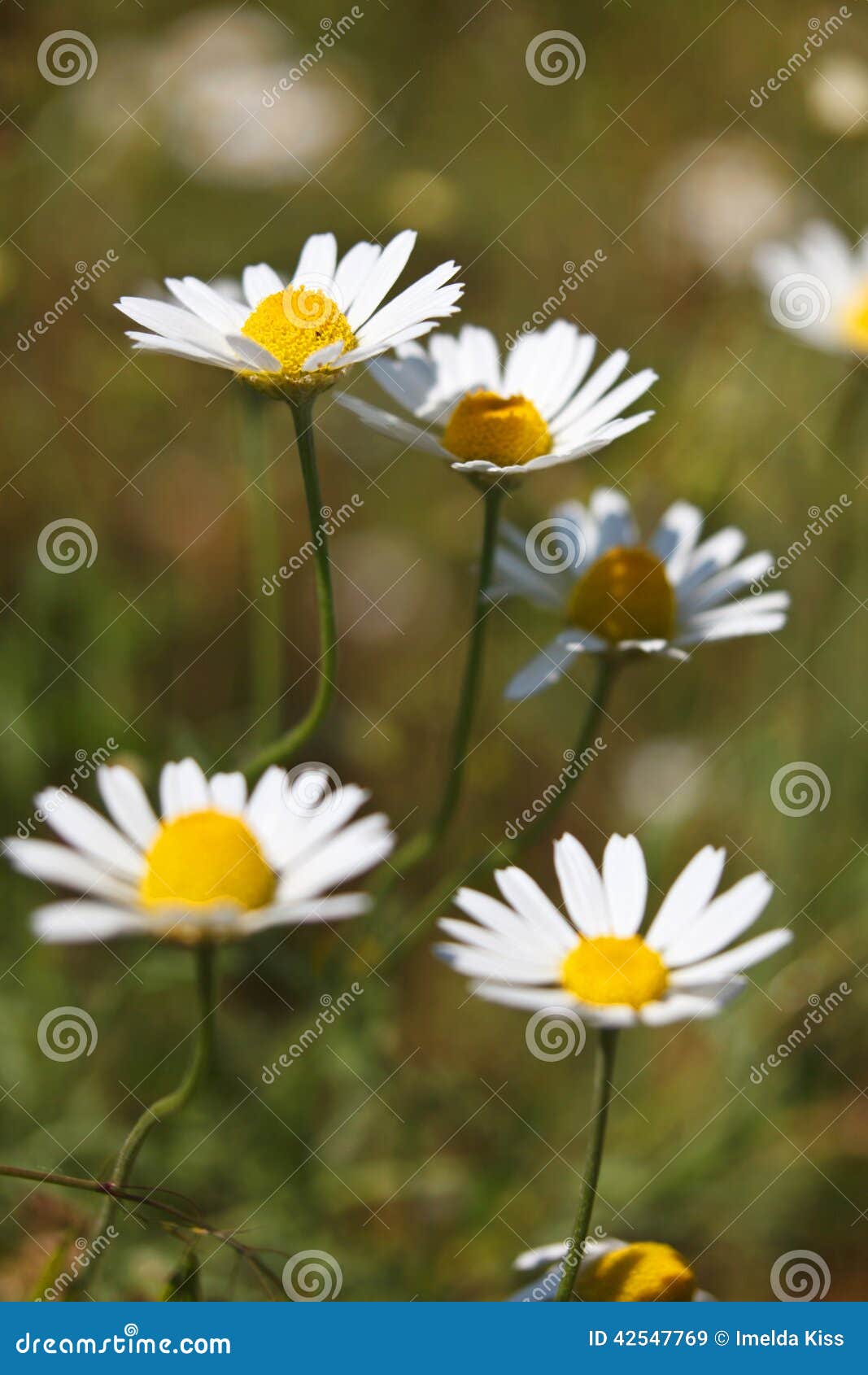 Close-up of Chamomile Flower Stock Image - Image of medicine, flower ...