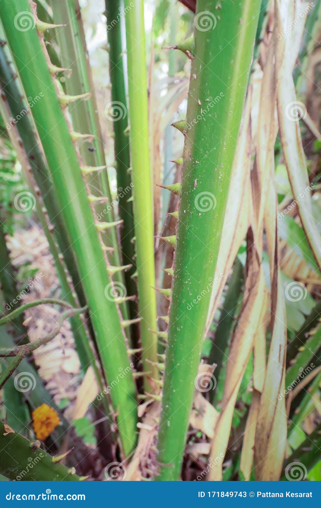 Chanot Tree at Ban Dung in Kham Chanot Stock Image - Image of view ...