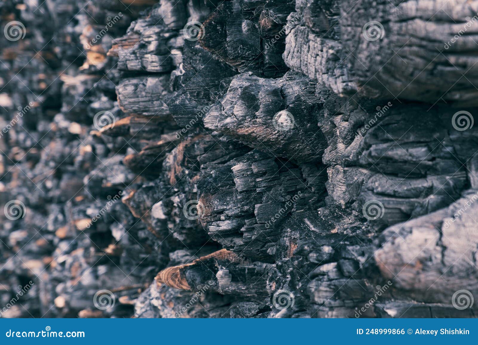 Close-up of a charred tree stock photo. Image of burnt - 248999866