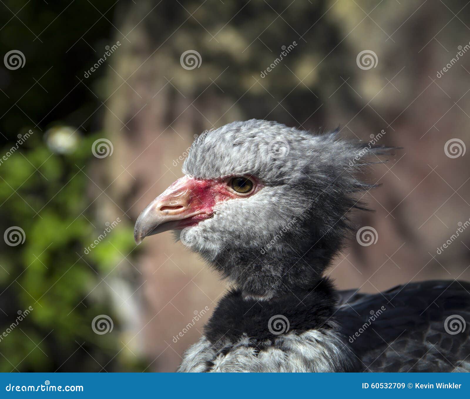 Close Up of a Chauna Torquata Stock Image - Image of crested, fauna ...