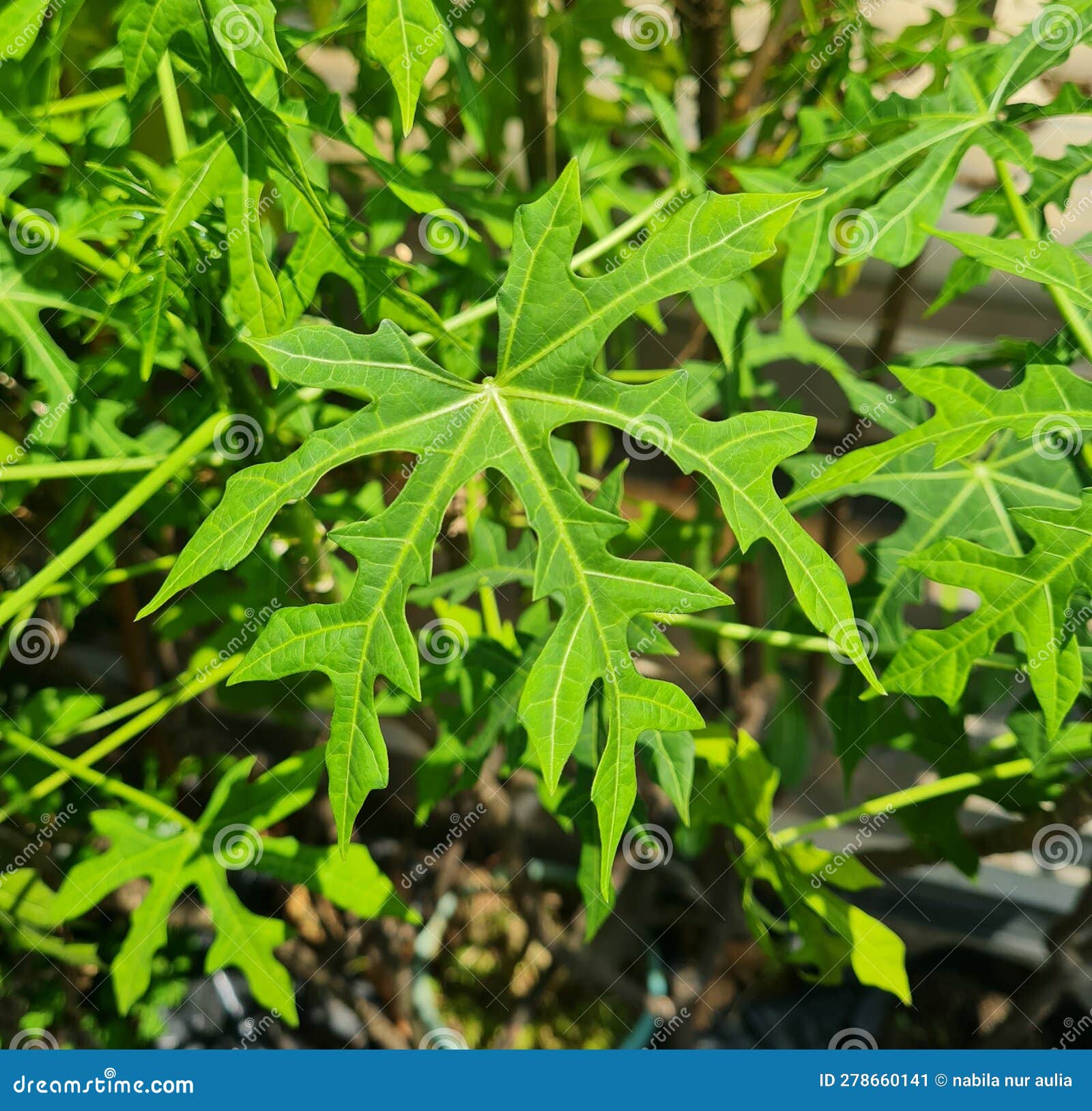 A Close-up of a Chaya Leaf or Known As a Spinach Tree Stock Image ...
