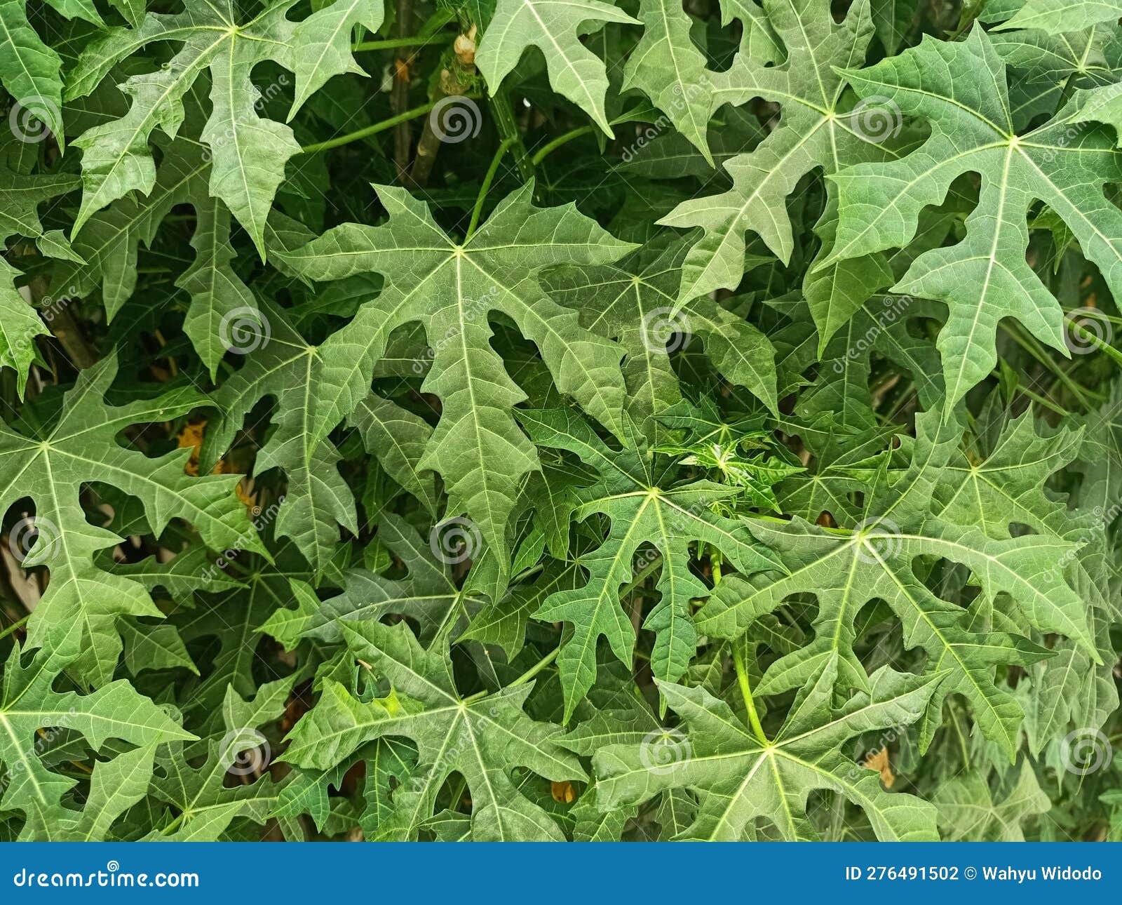 Close up of chaya plant stock photo. Image of nature - 276491502