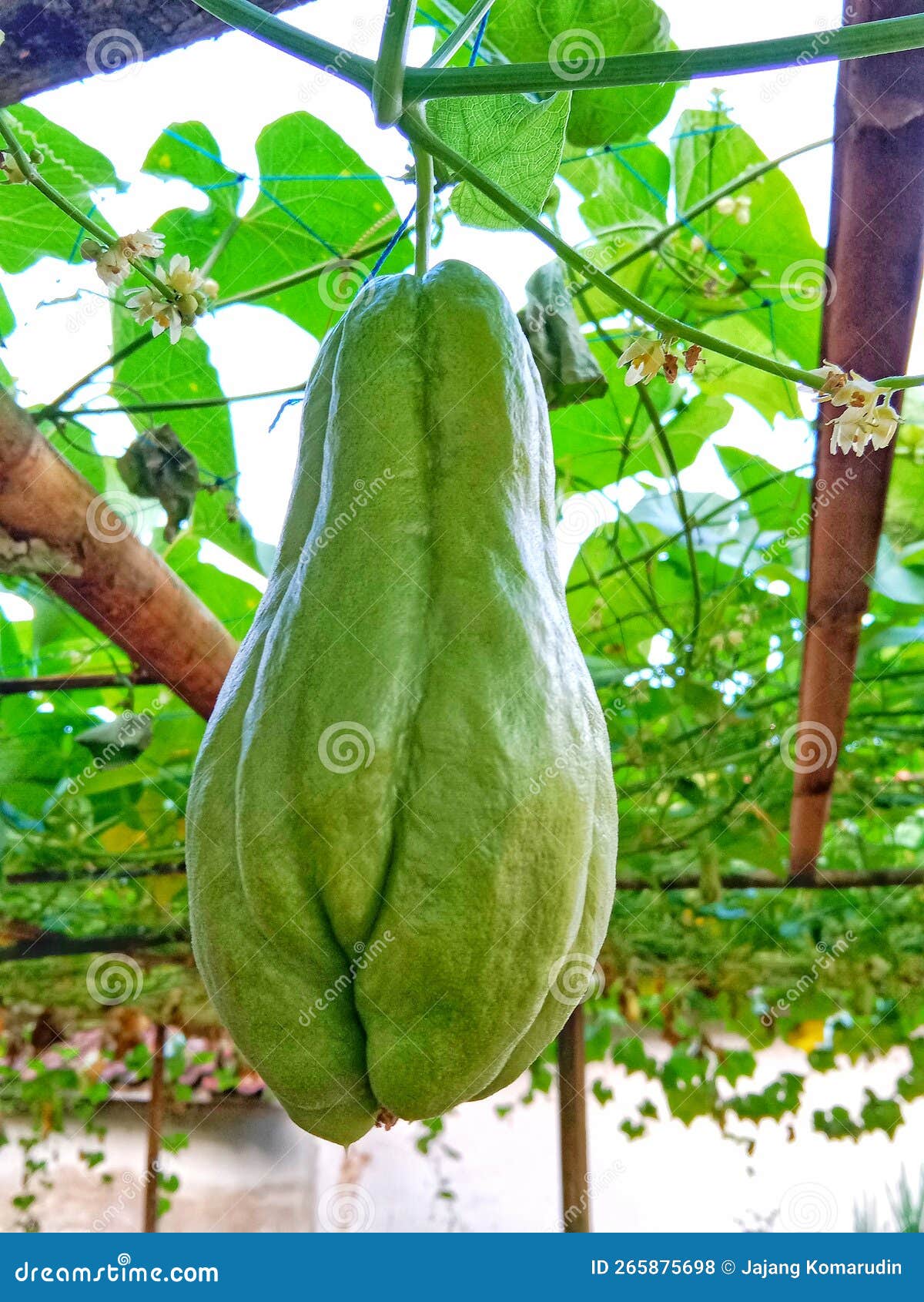 Close Up of Chayote an Very Green Stock Photo - Image of plant, close ...