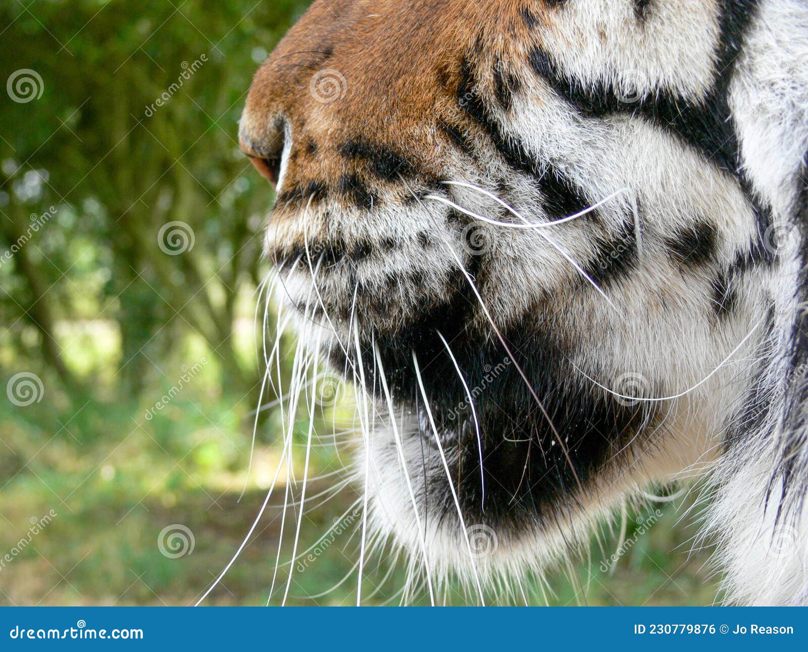 Close Up of the Cheek of a Tiger Stock Photo - Image of face, safari ...