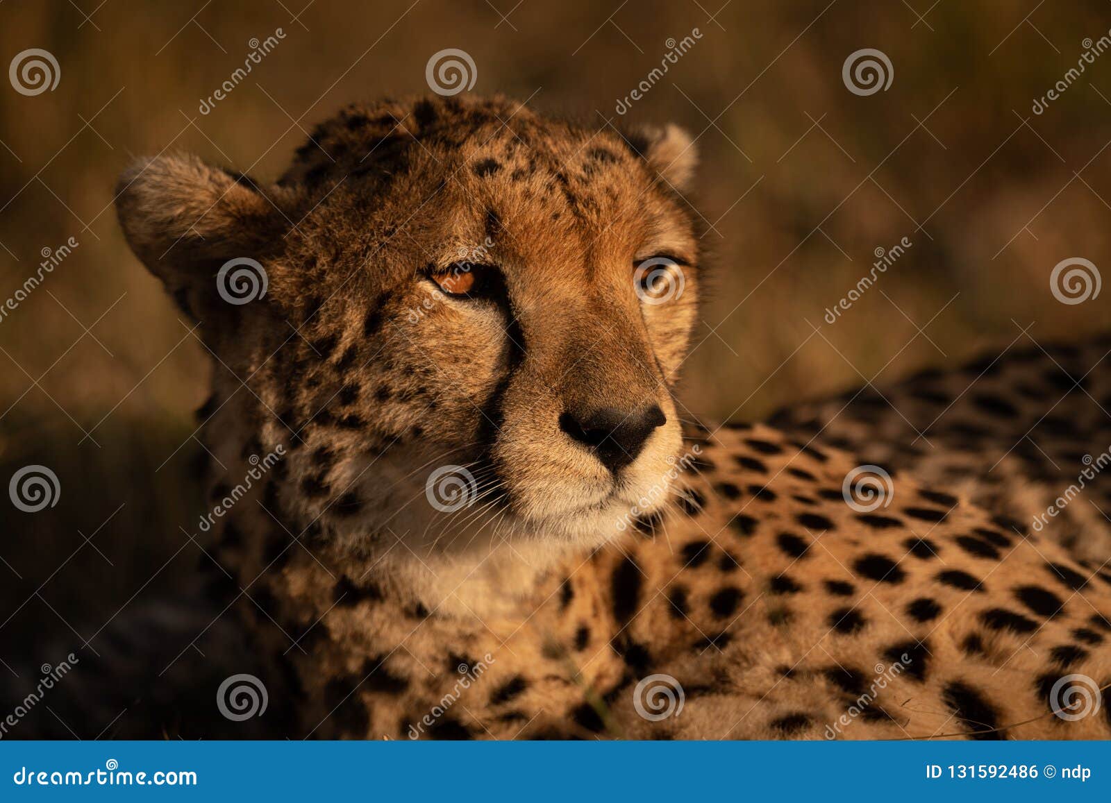 Close-up of Cheetah Bathed in Golden Glow Stock Photo - Image of ...