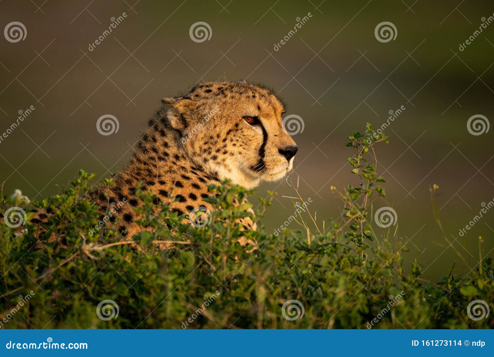 Close-up of Cheetah with Catchlight Behind Bushes Stock Photo - Image ...