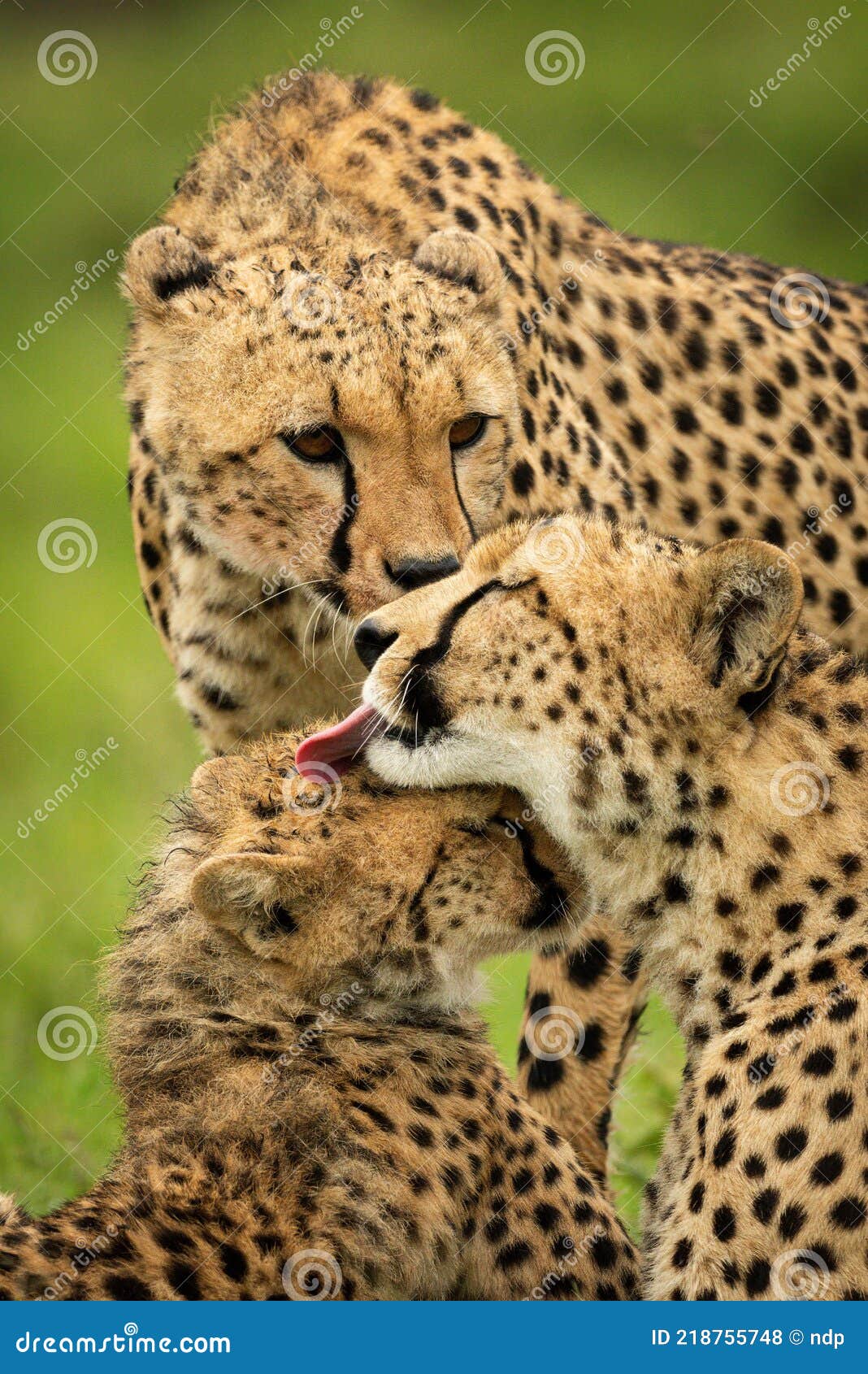 Close-up of Cheetah Coalition Grooming Each Other Stock Photo - Image ...