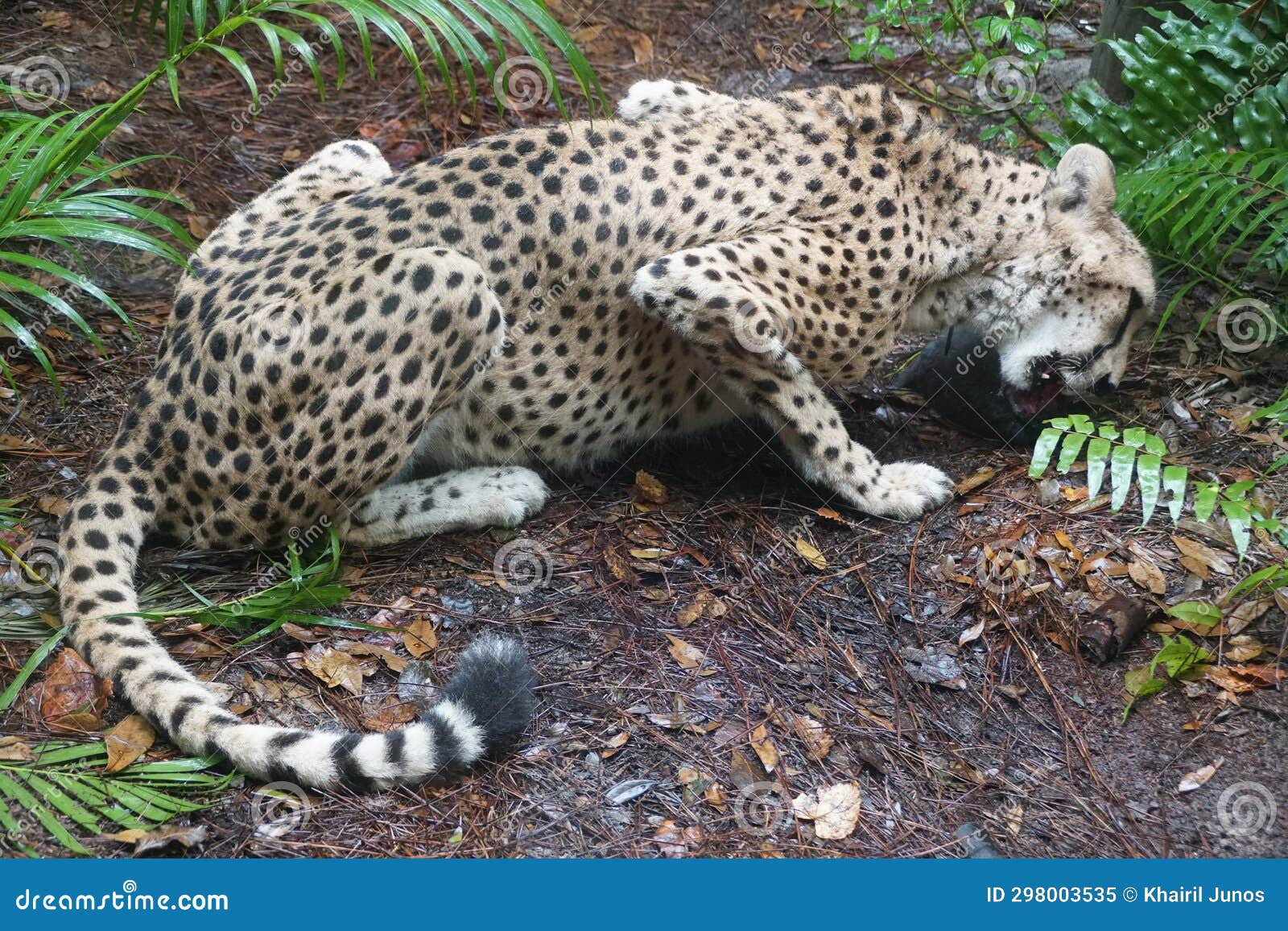 Close Up of a Cheetah Eating a Rabbit Stock Image - Image of tiger ...