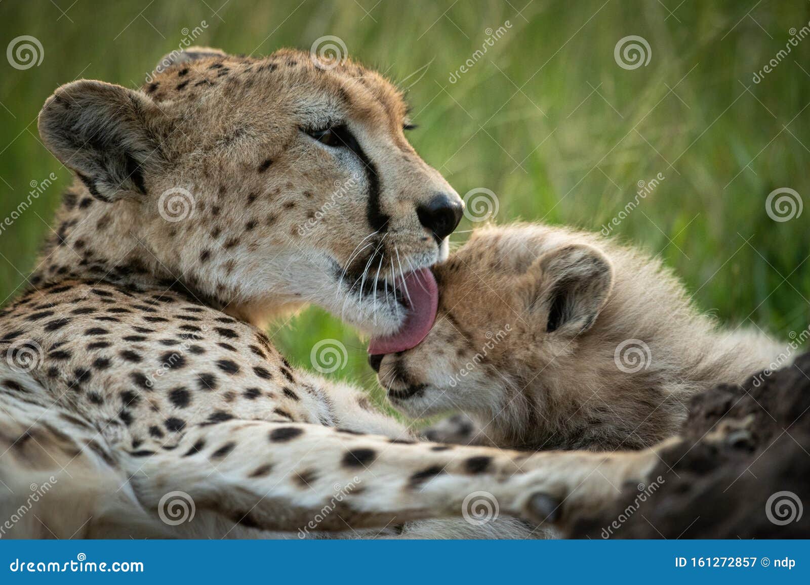 Close-up of Cheetah in Grass Grooming Cub Stock Image - Image of animal ...