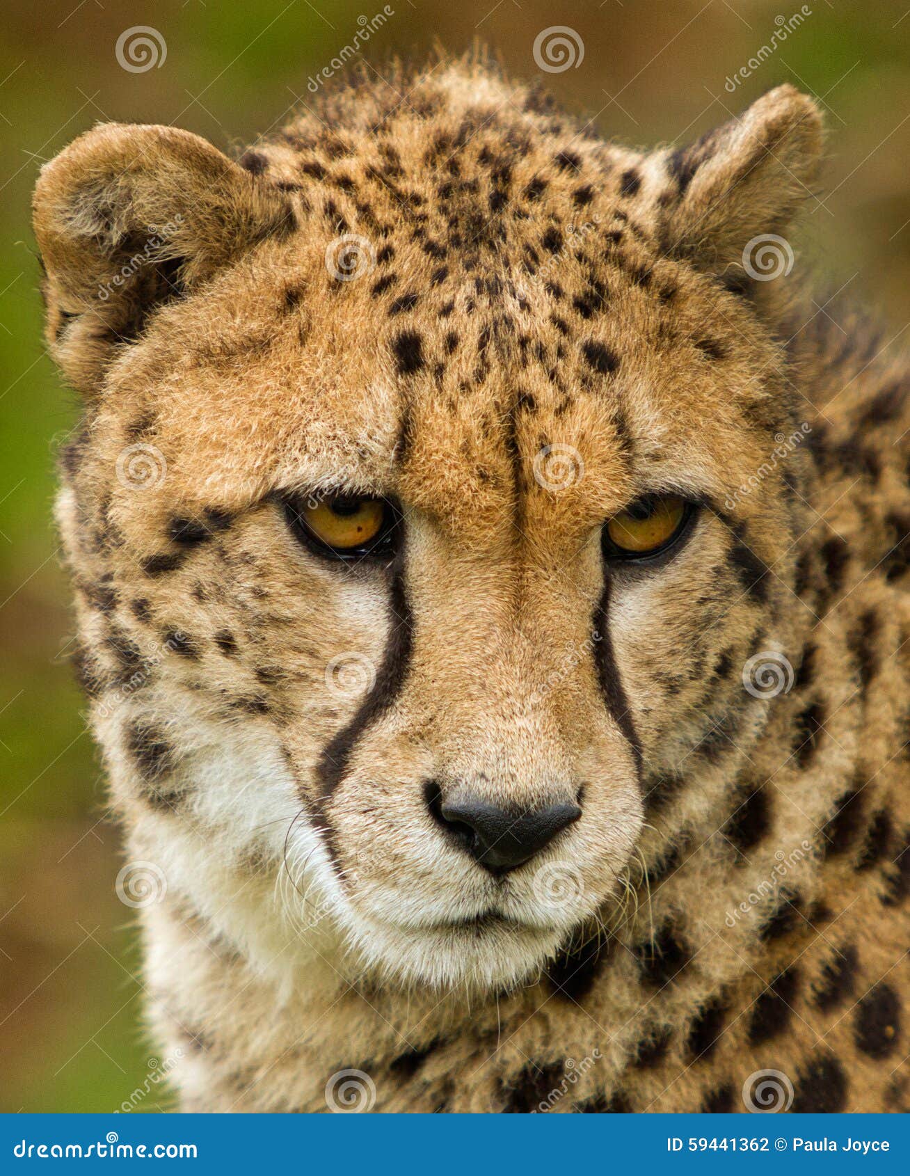 A Close Up of a Cheetah Head Stock Photo - Image of spotted, lone: 59441362