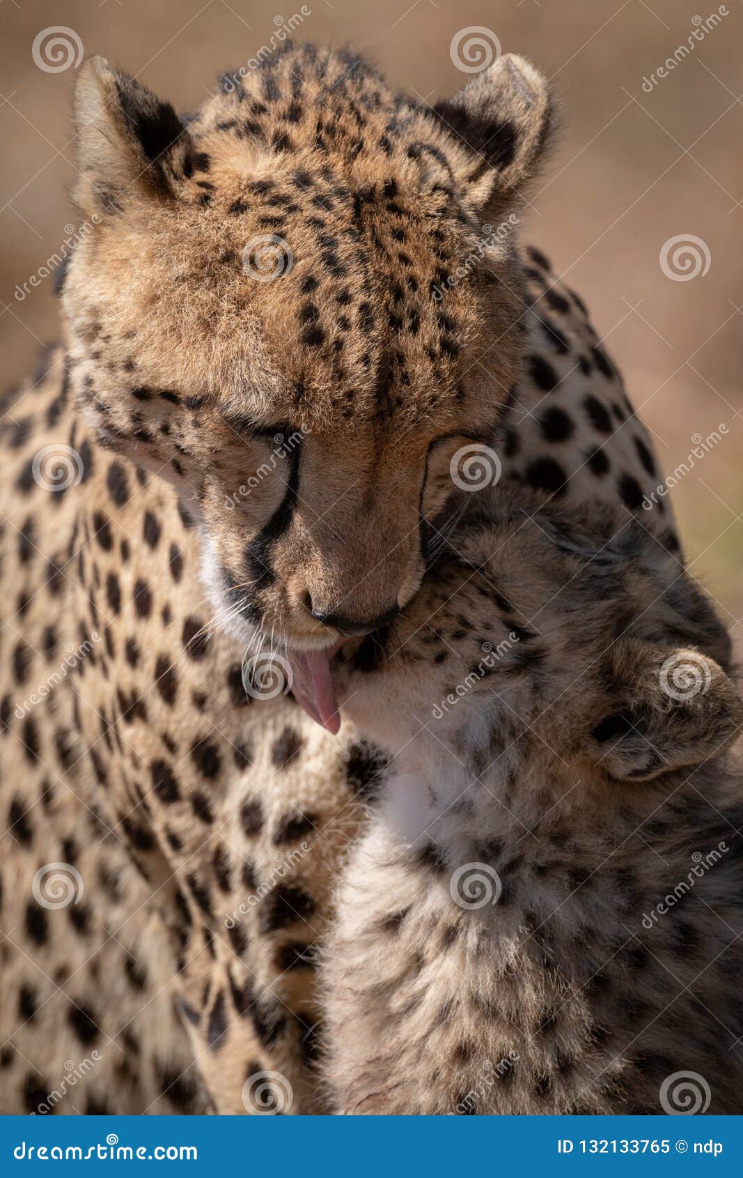 Close-up of Cheetah Licking Face of Cub Stock Image - Image of ...