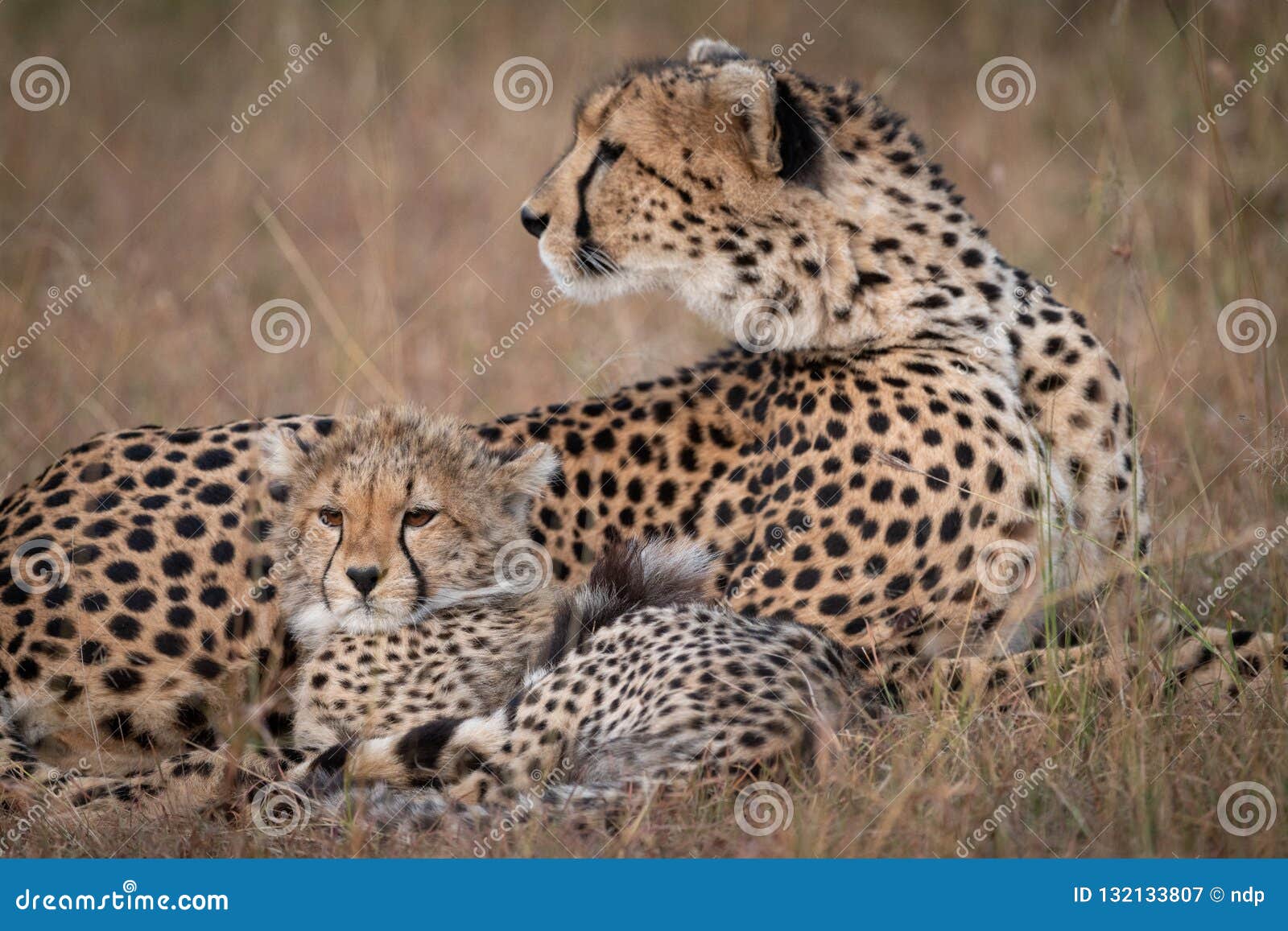 Close-up of Cheetah Looking Back with Cub Stock Image - Image of safari ...