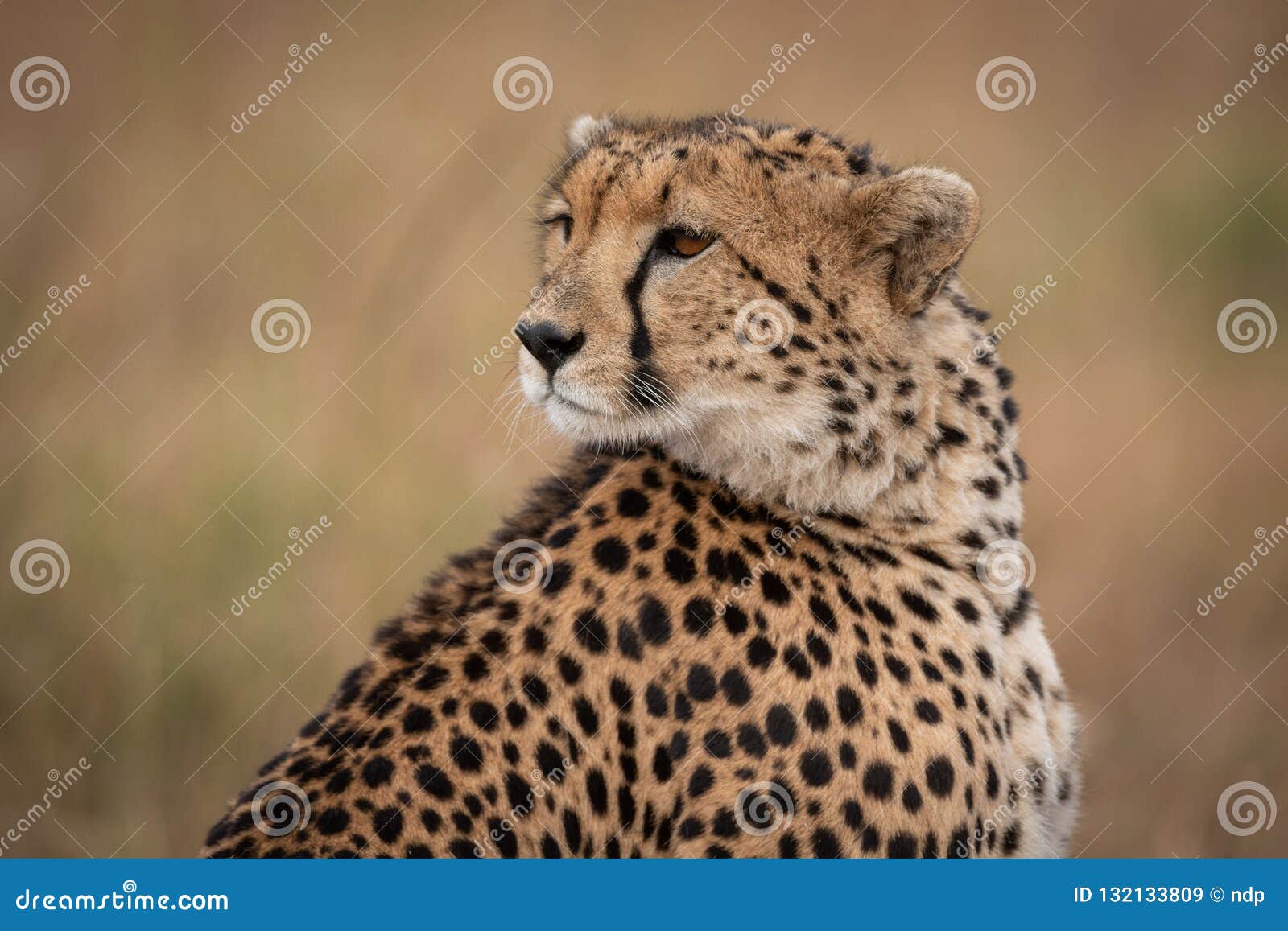 Close-up of Cheetah Looking Back Over Shoulder Stock Image - Image of ...
