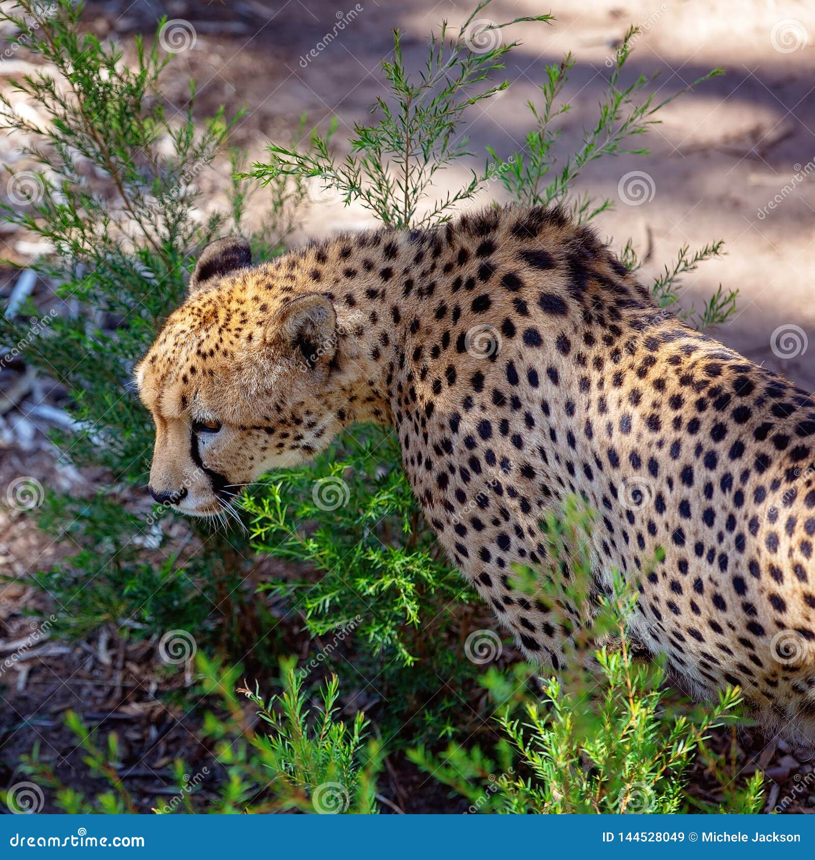 Close-Up of a Cheetah Prowling Stock Image - Image of reserve, orange ...