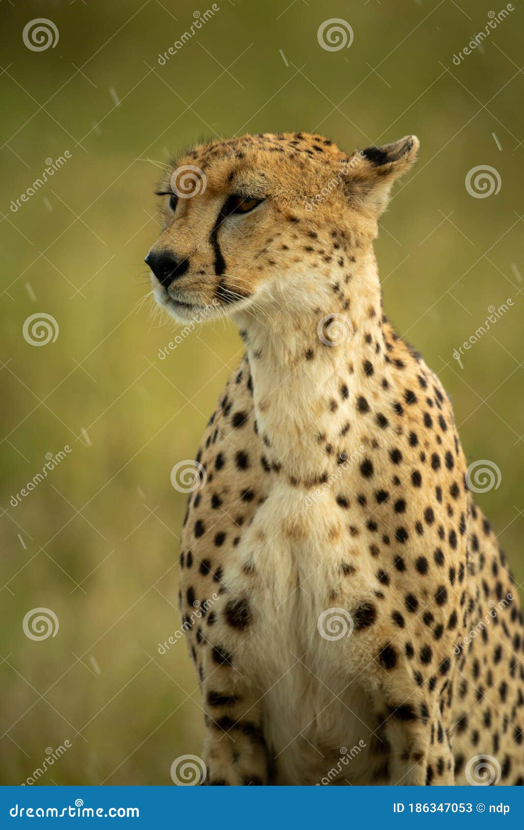 Close-up of Cheetah Sitting Staring in Rain Stock Image - Image of ...