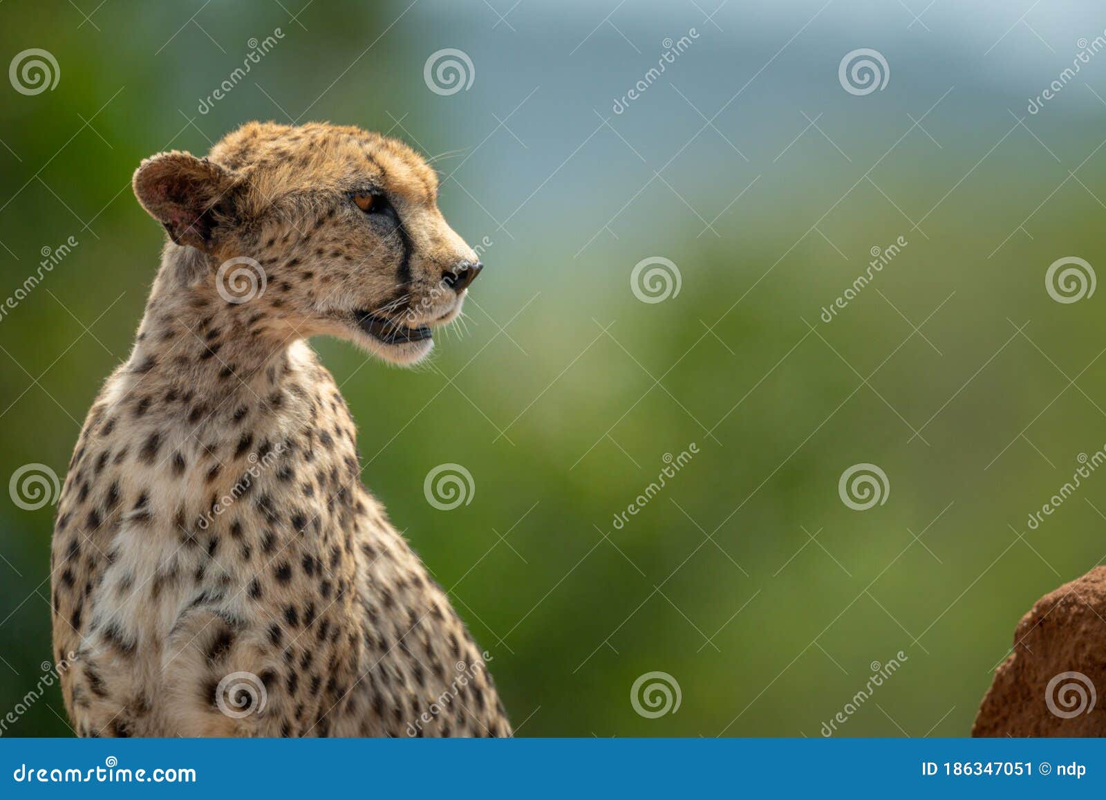 Close Up Of A Mound Of Peanut Butter Fudge Filled With Peanuts, Stacked ...