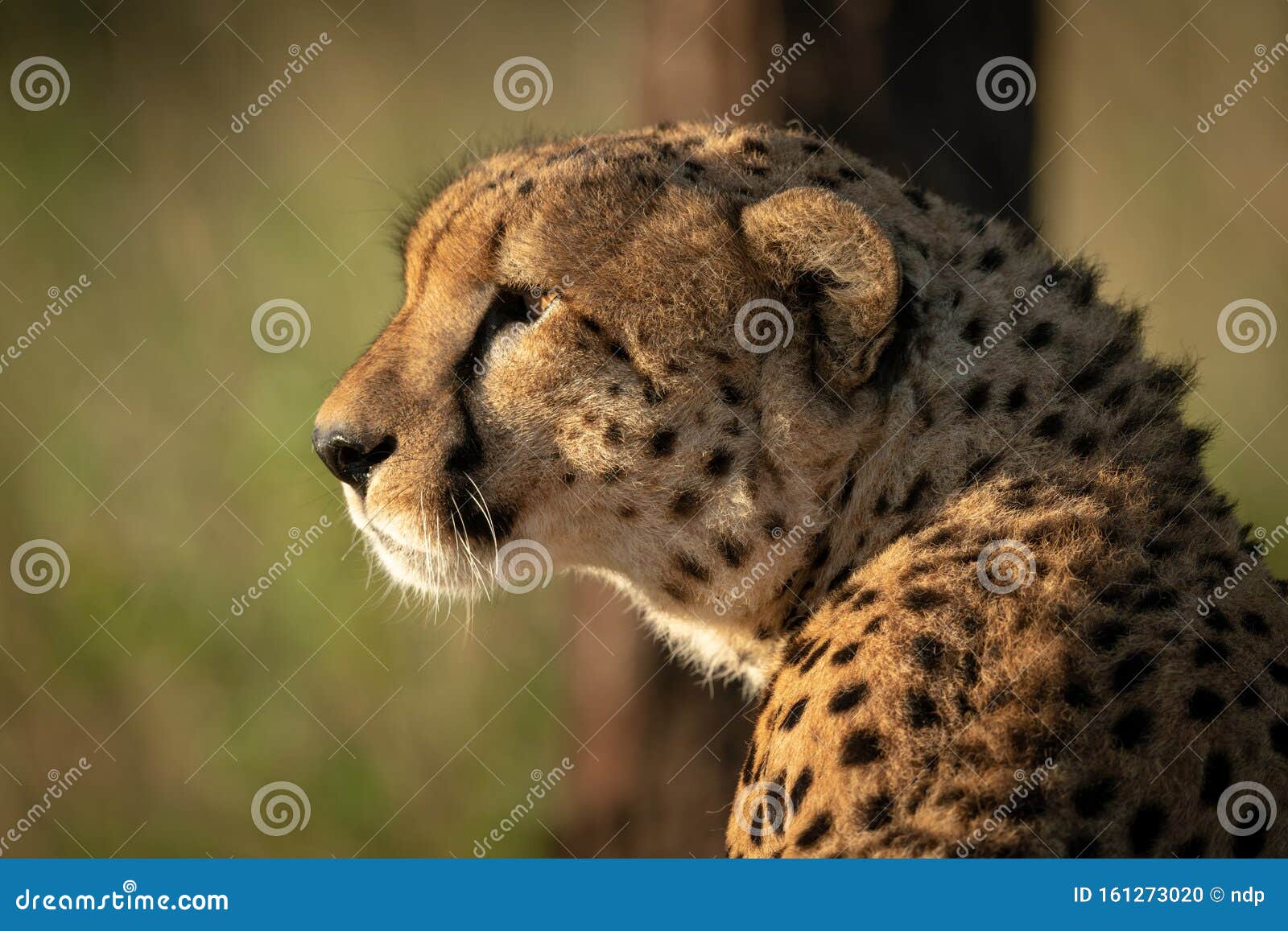 Close-up of Cheetah Sitting beside Tree Trunk Stock Photo - Image of ...