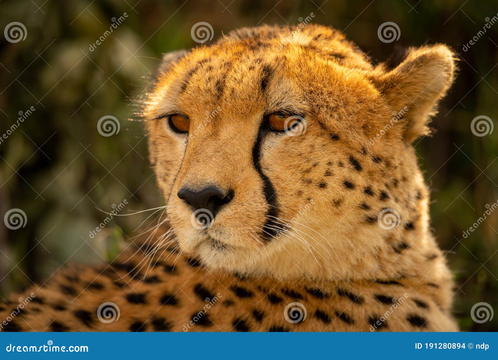 Close-up of Cheetah Turning Head and Staring Stock Photo - Image of ...
