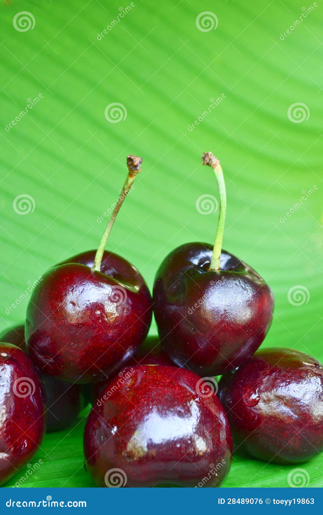 Close up cherries stock photo. Image of healthy, perfect - 28489076