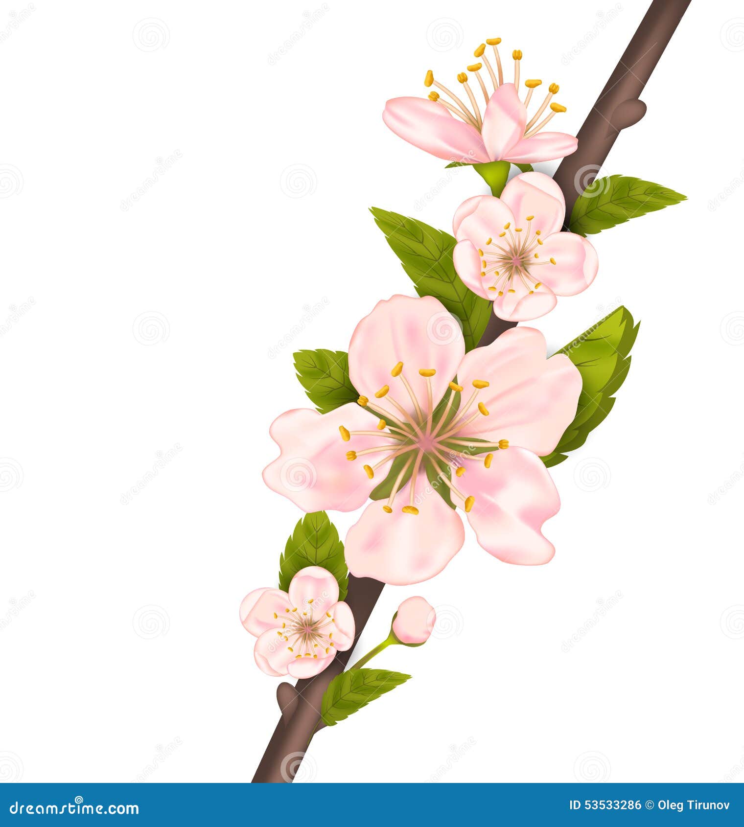 Close Up Cherry Blossom, Branch of Tree Stock Vector - Illustration of ...