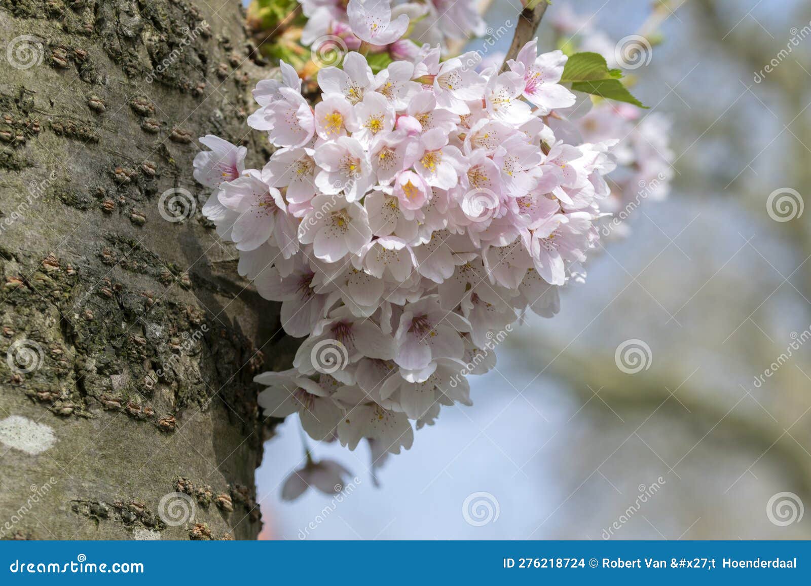 Close Up Cherry Blossom Growing Out a Tree at Amsterdam the Netherlands ...