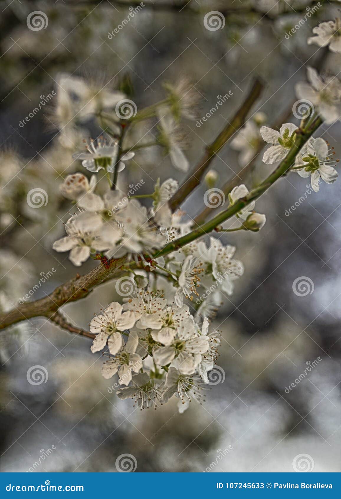 Close Up of Cherry Blossom in the Spring Stock Image - Image of white ...