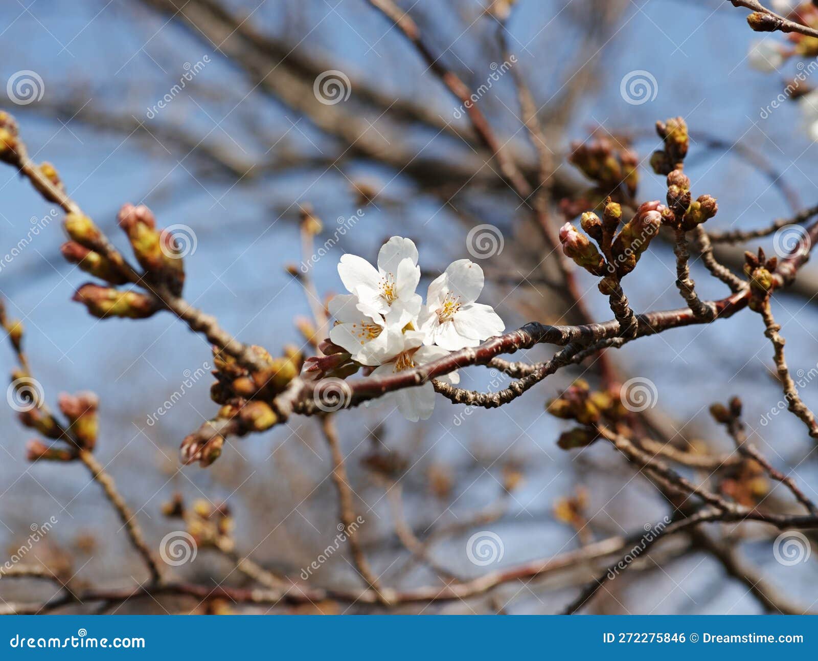 Close Up of Cherry Blossom on a Tree Branch Stock Photo - Image of ...