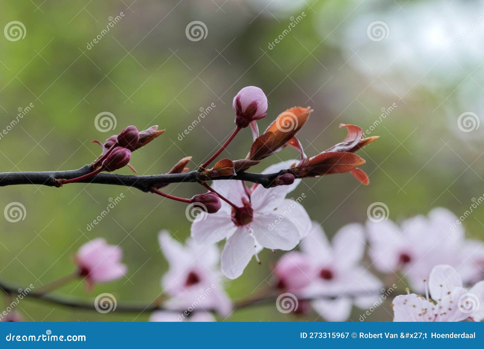Close Up Cherry Blossoms at Amsterdam the Netherlands 19-3-2023 Stock ...