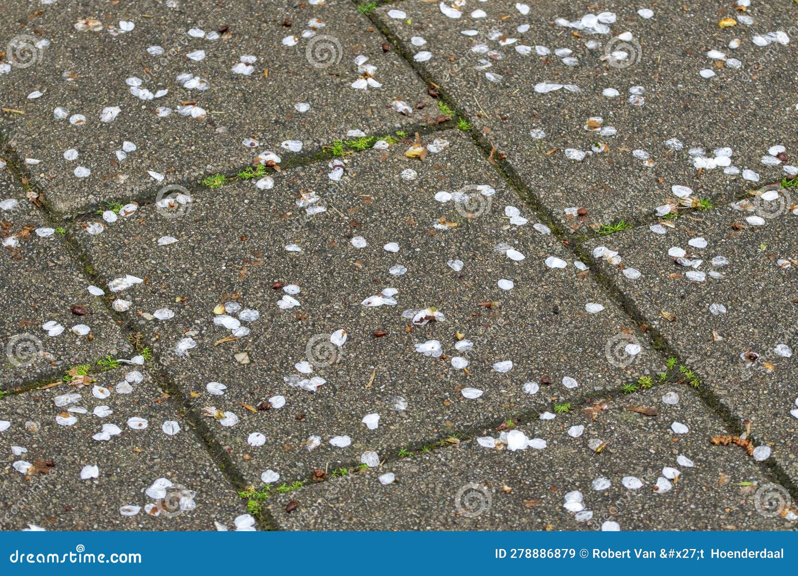 Close Up Cherry Blossoms on the Pavement at Amsterdam the Netherlands ...