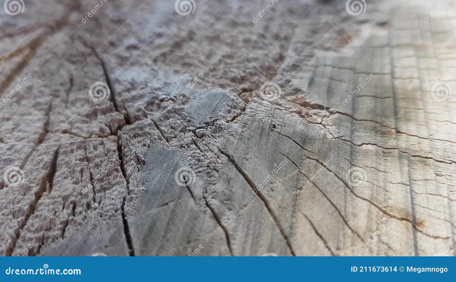 Close-up of a Cherry Tree Stump in a Sunny Garden Stock Footage - Video ...