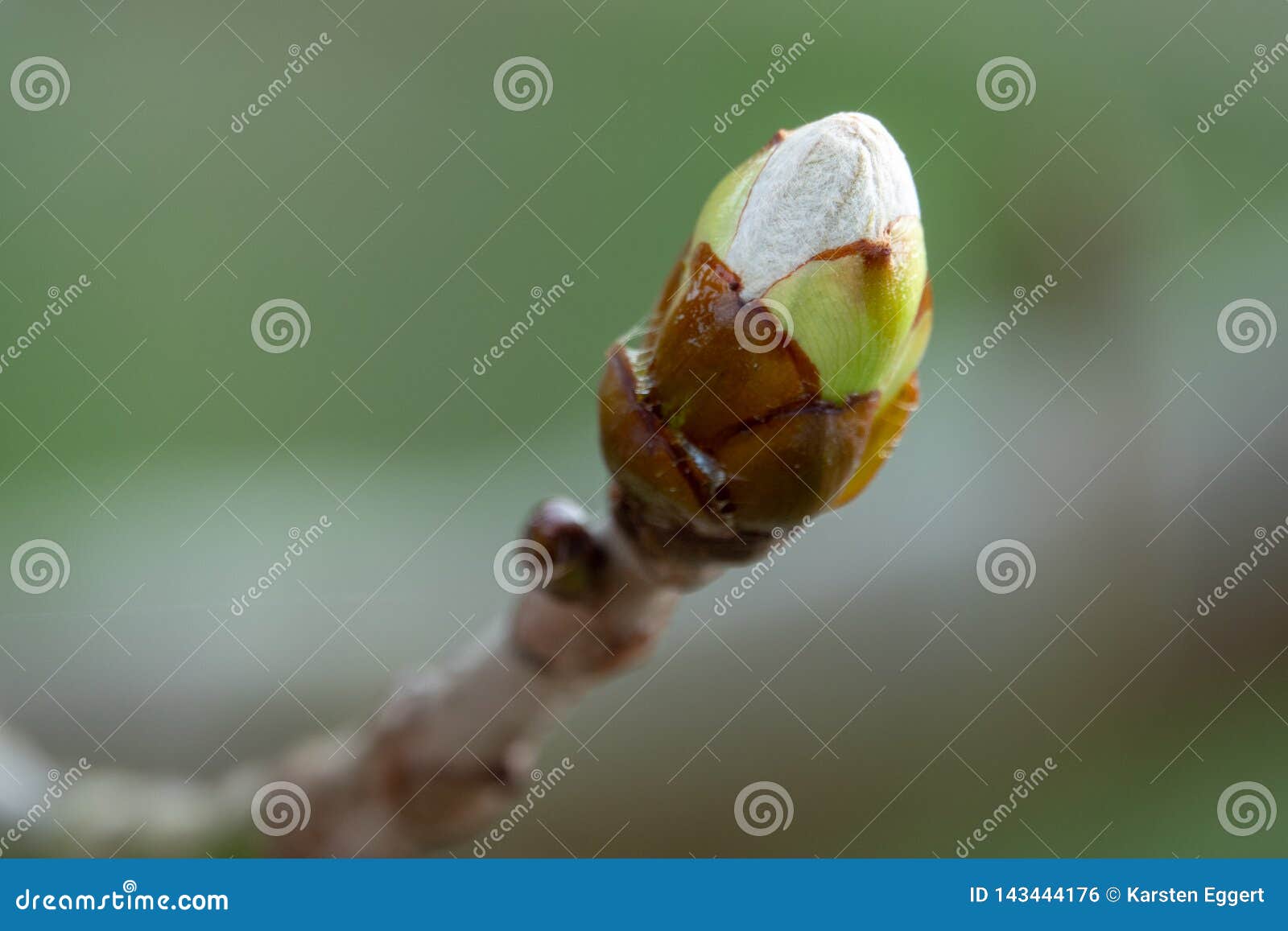 Close-up of a Chestnut Bud in Spring Stock Photo - Image of growing ...